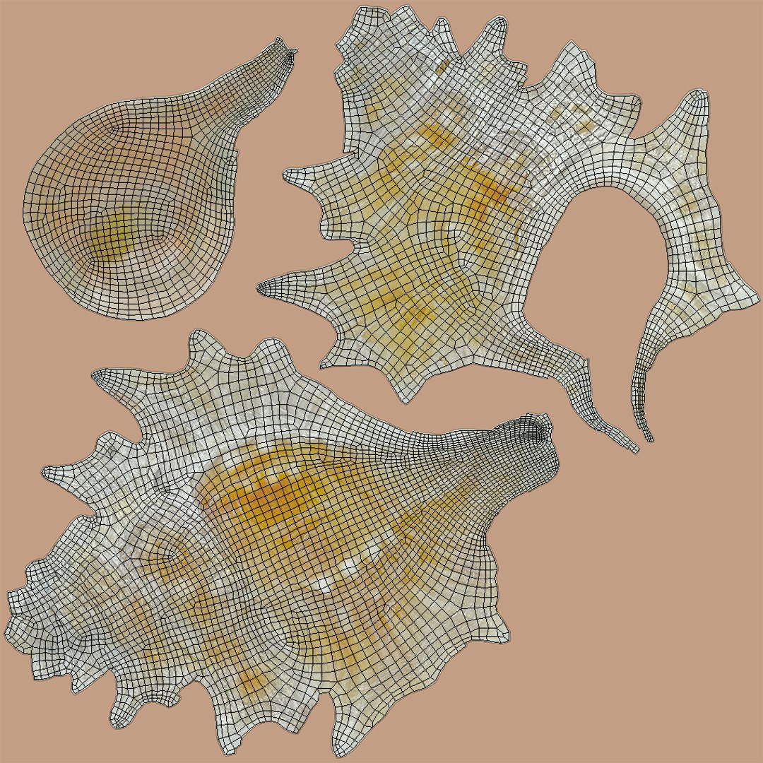 3D Gyrineum Perca Seashell - TurboSquid 1732951