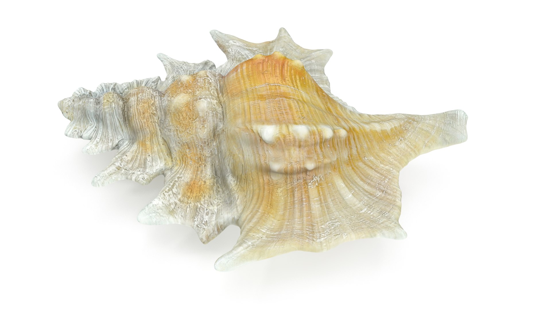 3D Gyrineum Perca Seashell - TurboSquid 1732951