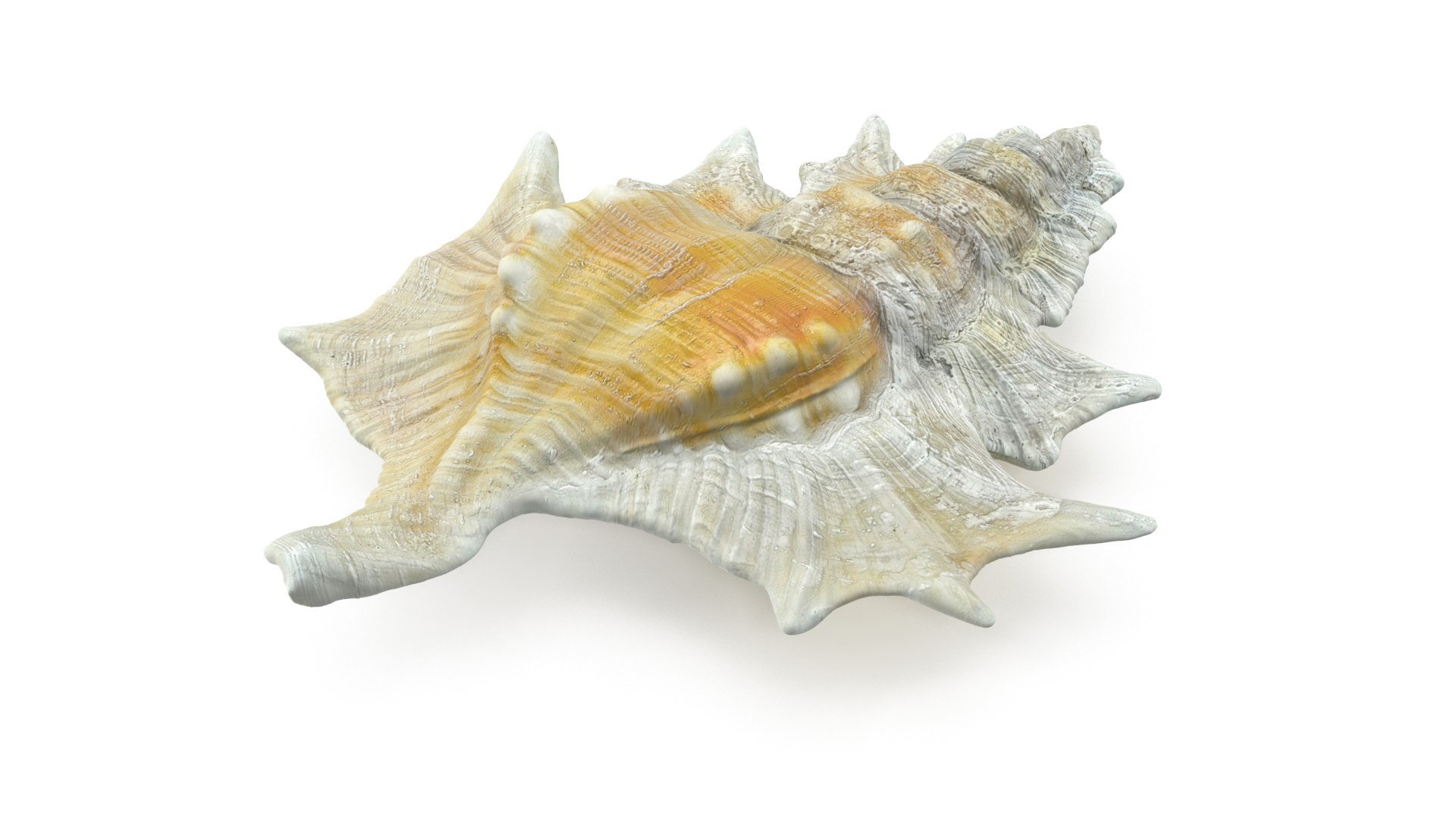 3D Gyrineum Perca Seashell - TurboSquid 1732951