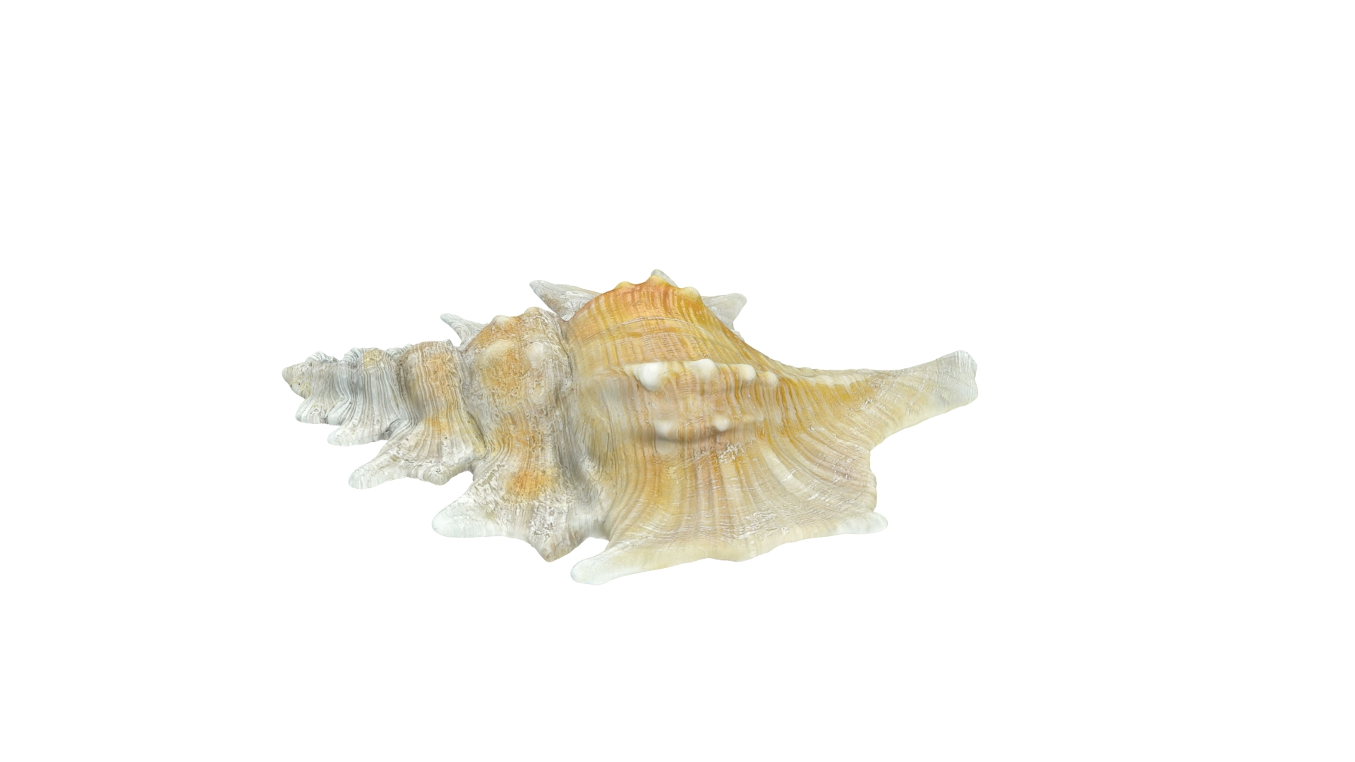 3D Gyrineum Perca Seashell - TurboSquid 1732951