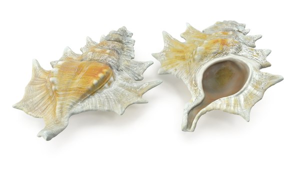 3D Gyrineum Perca Seashell - TurboSquid 1732951
