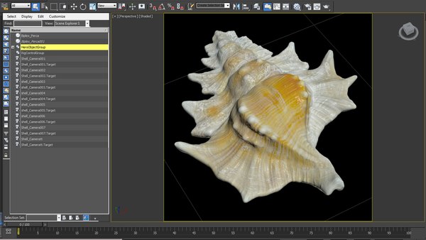 3D Gyrineum Perca Seashell - TurboSquid 1732951