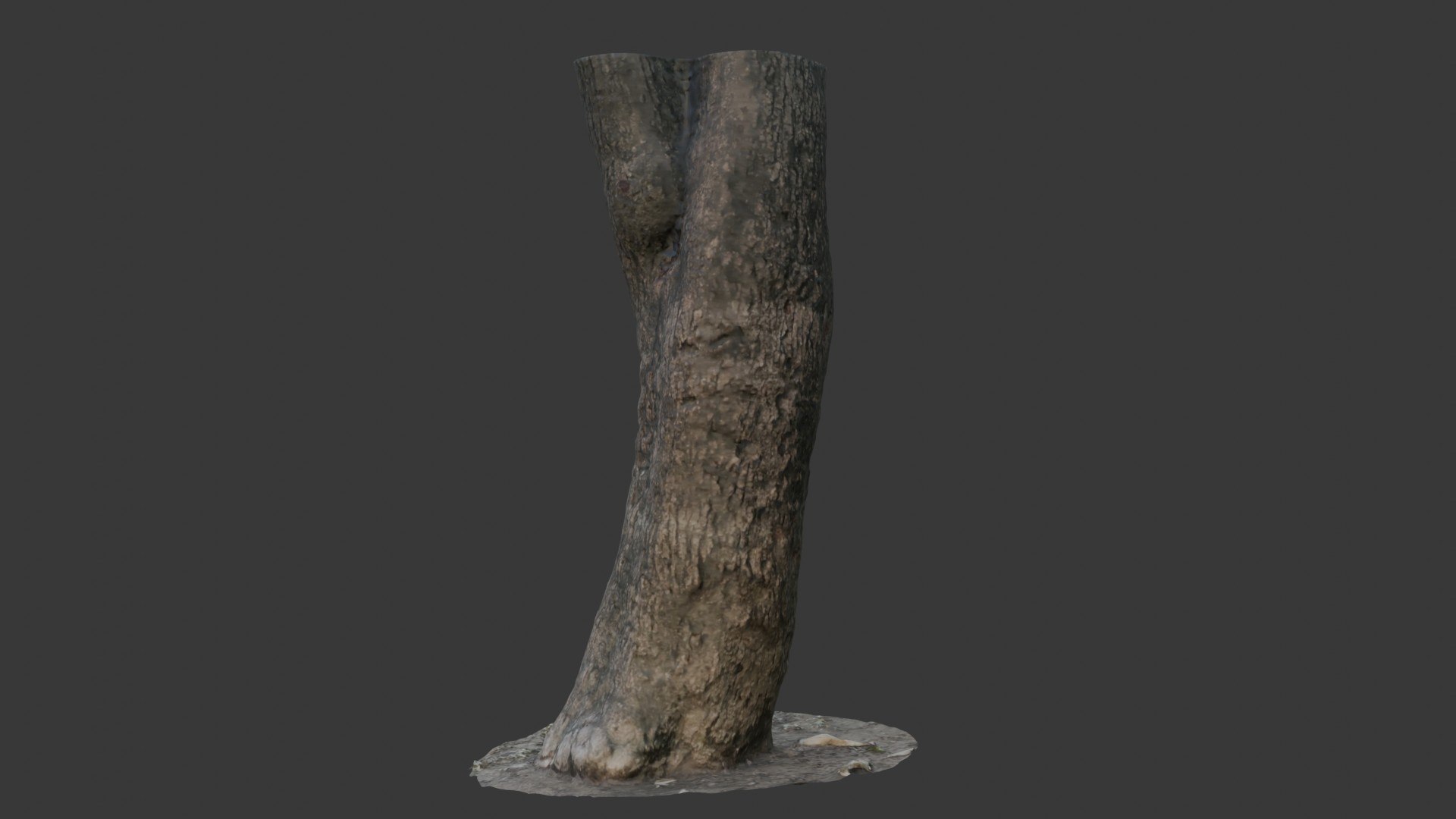 3D Tree Trunk Scan Model - TurboSquid 2395600