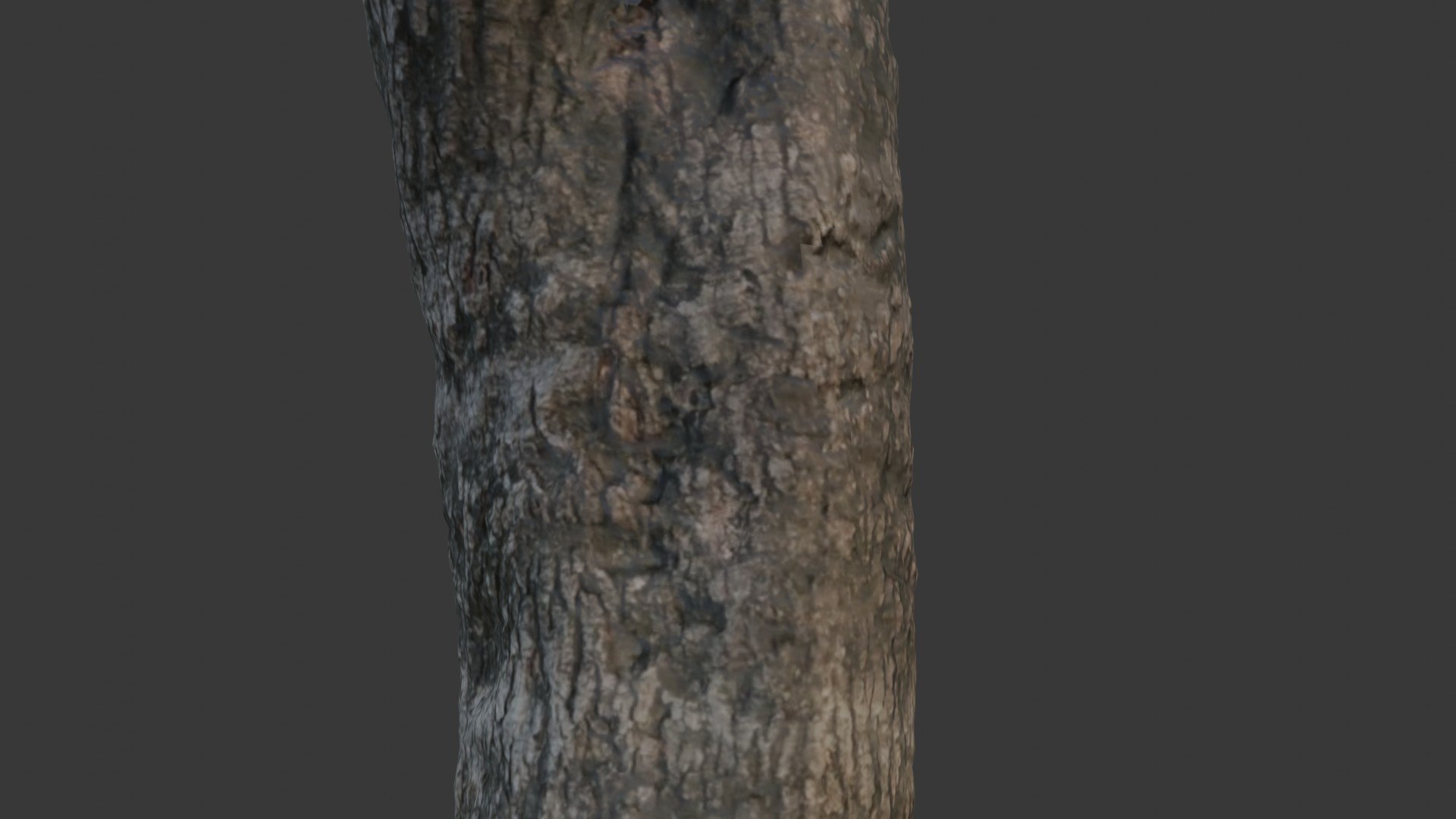 3D Tree Trunk Scan Model - TurboSquid 2395600
