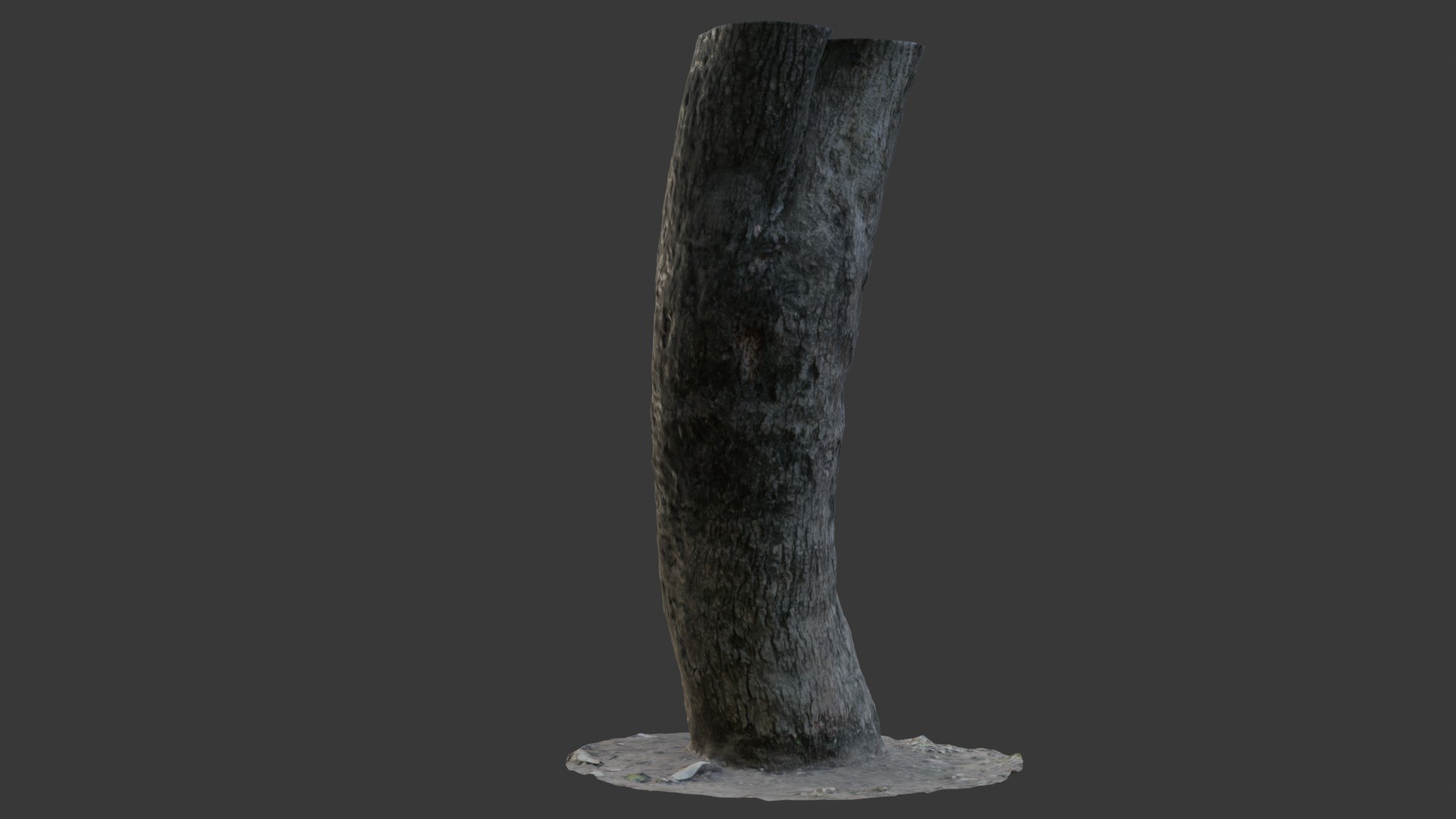 3D Tree Trunk Scan Model - TurboSquid 2395600