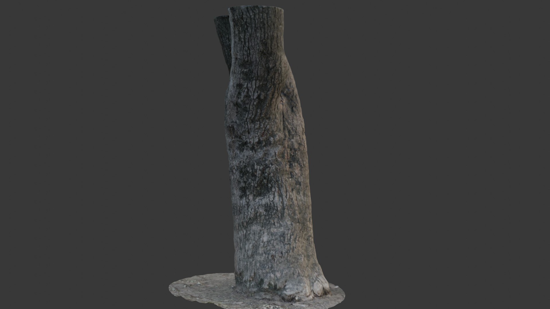 3D Tree Trunk Scan Model - TurboSquid 2395600