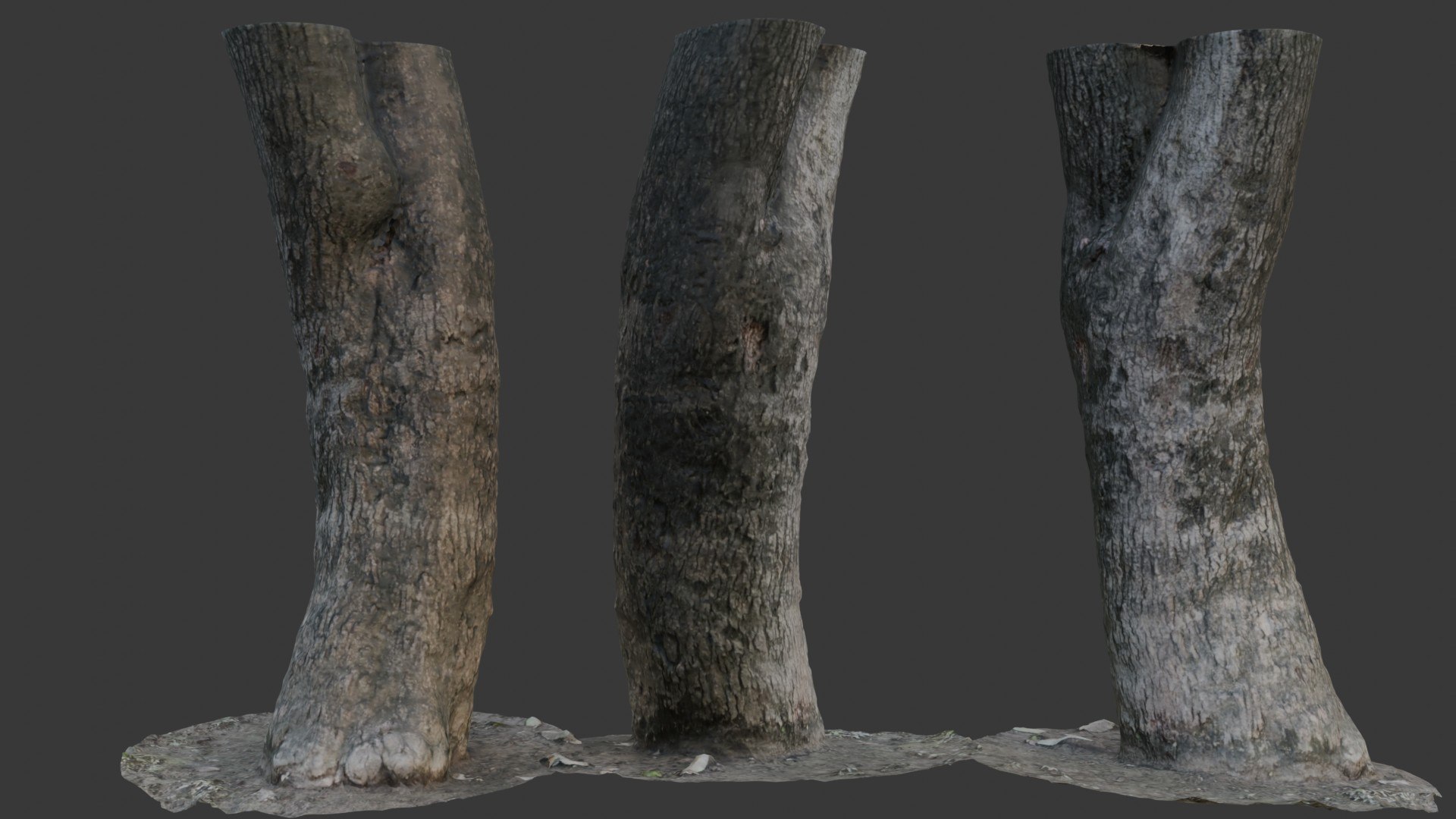 3D Tree Trunk Scan Model - TurboSquid 2395600
