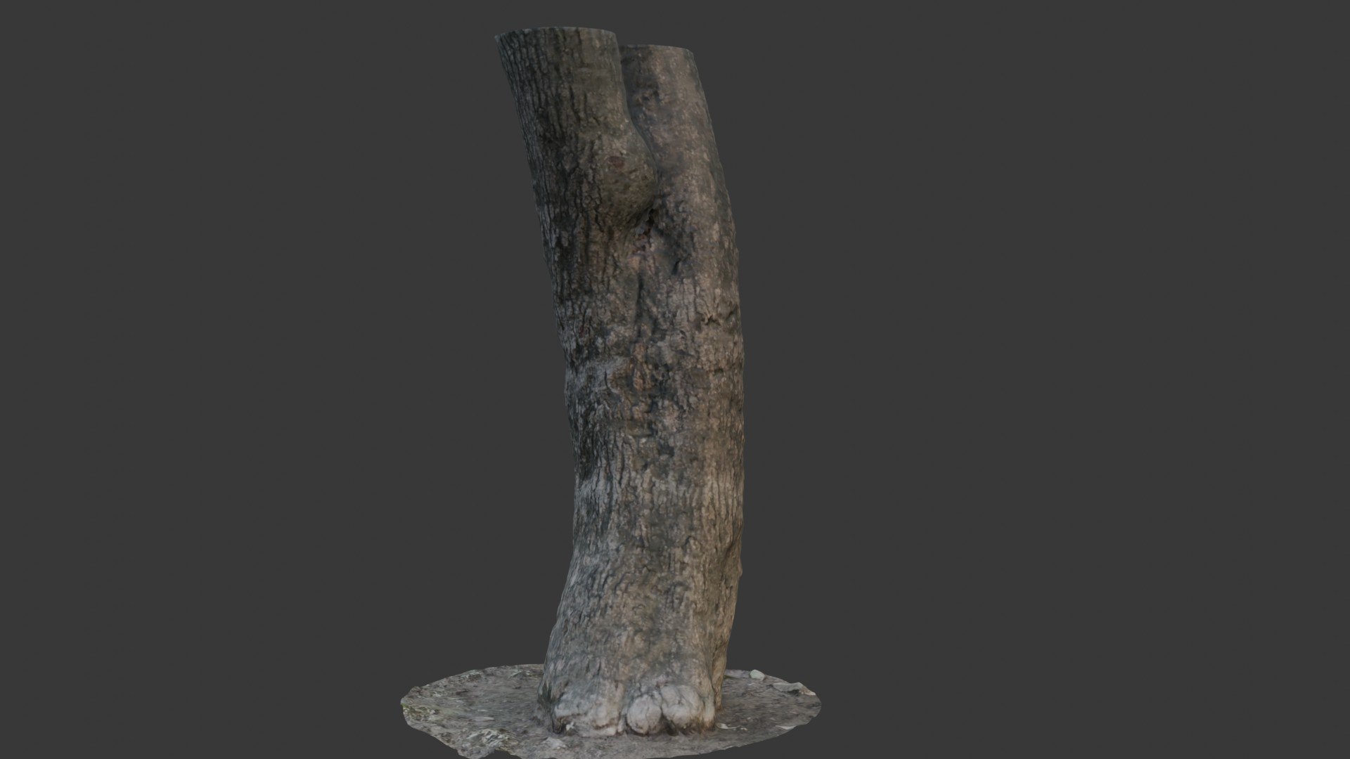 3D Tree Trunk Scan Model - TurboSquid 2395600