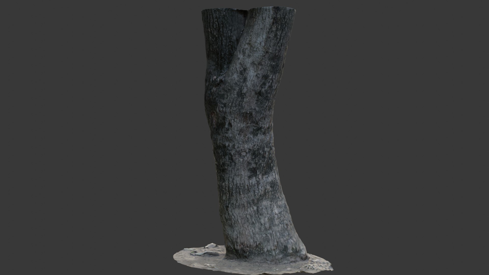 3D Tree Trunk Scan Model - TurboSquid 2395600