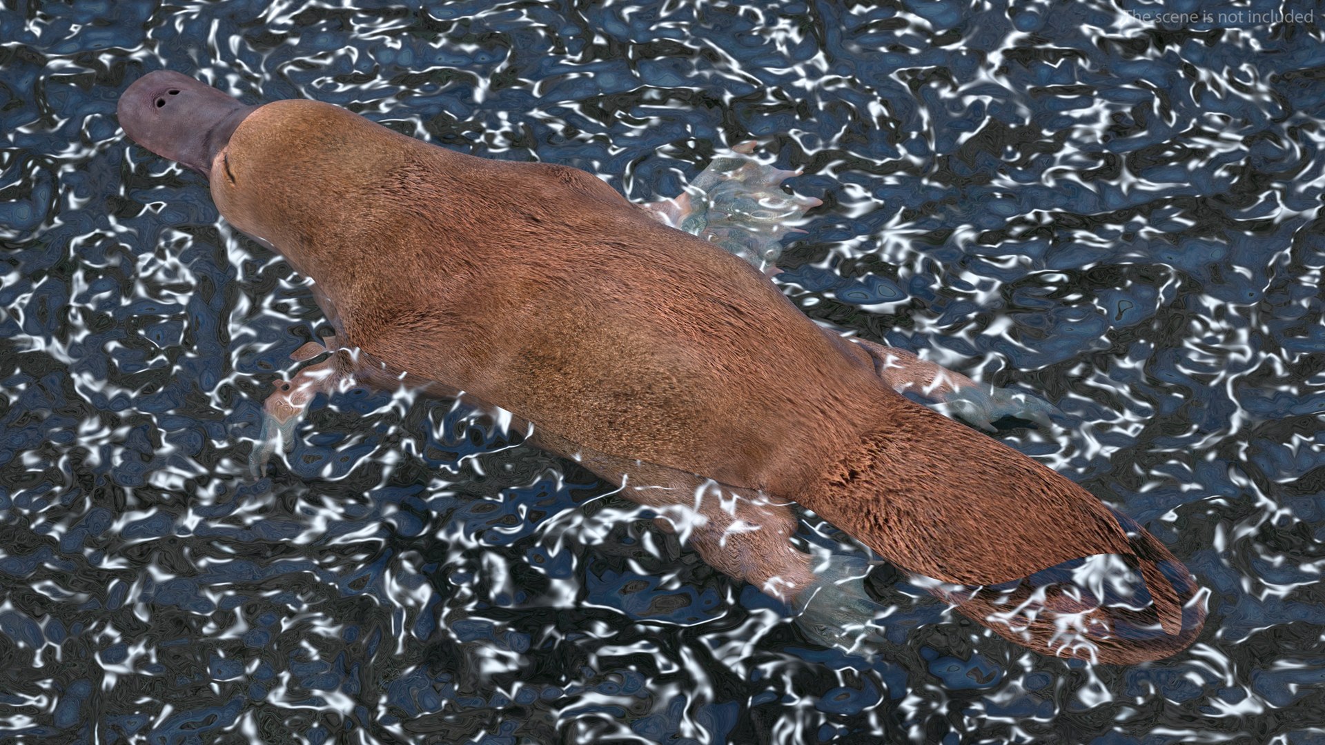 3D Model Platypus Swimming Pose - TurboSquid 2154539