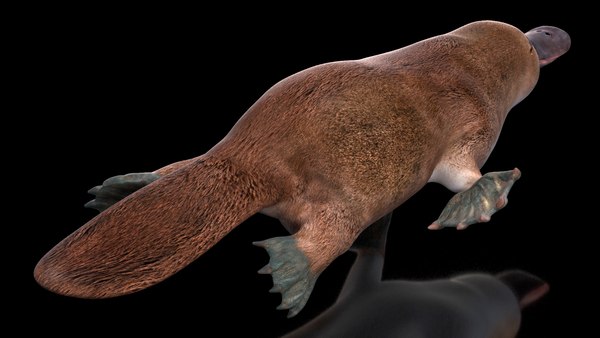 modelo 3d Postura de natación del ornitorrinco - TurboSquid 2154539