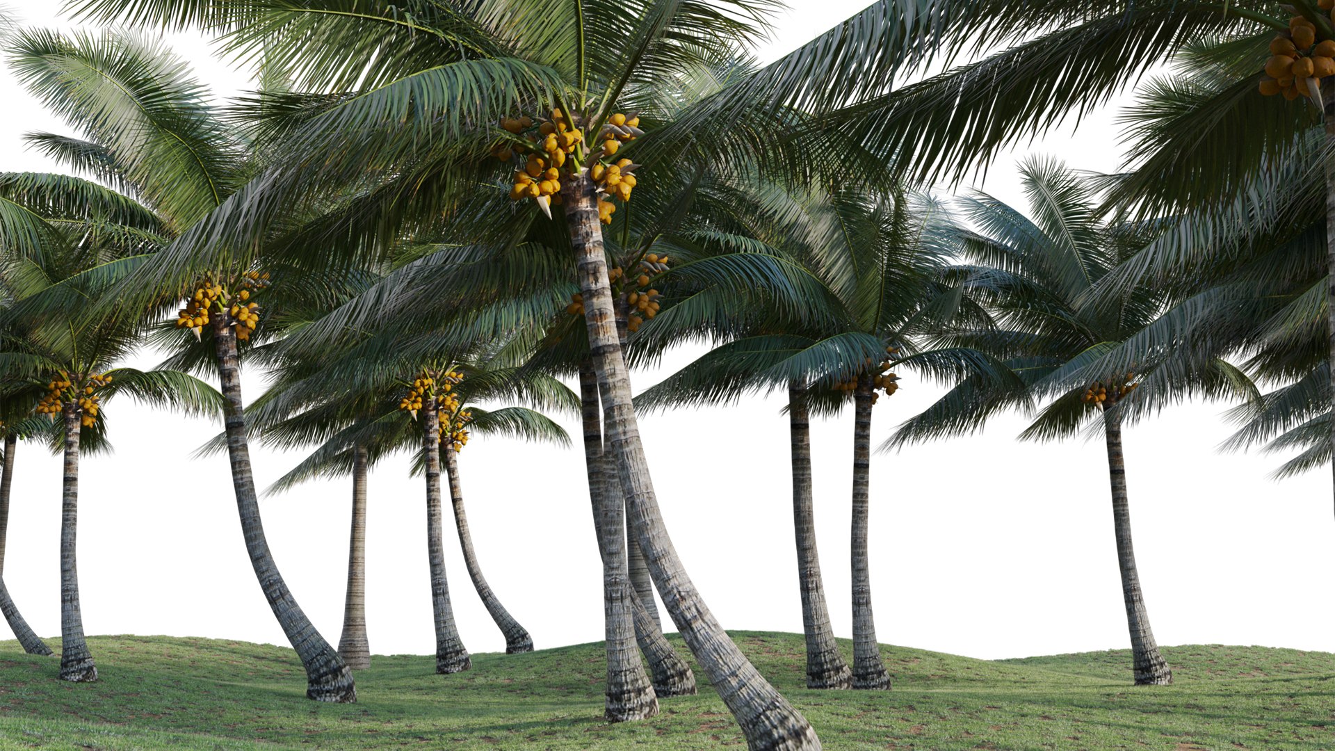 3D Cocos Nucifera - Coconut 06 - TurboSquid 1991827