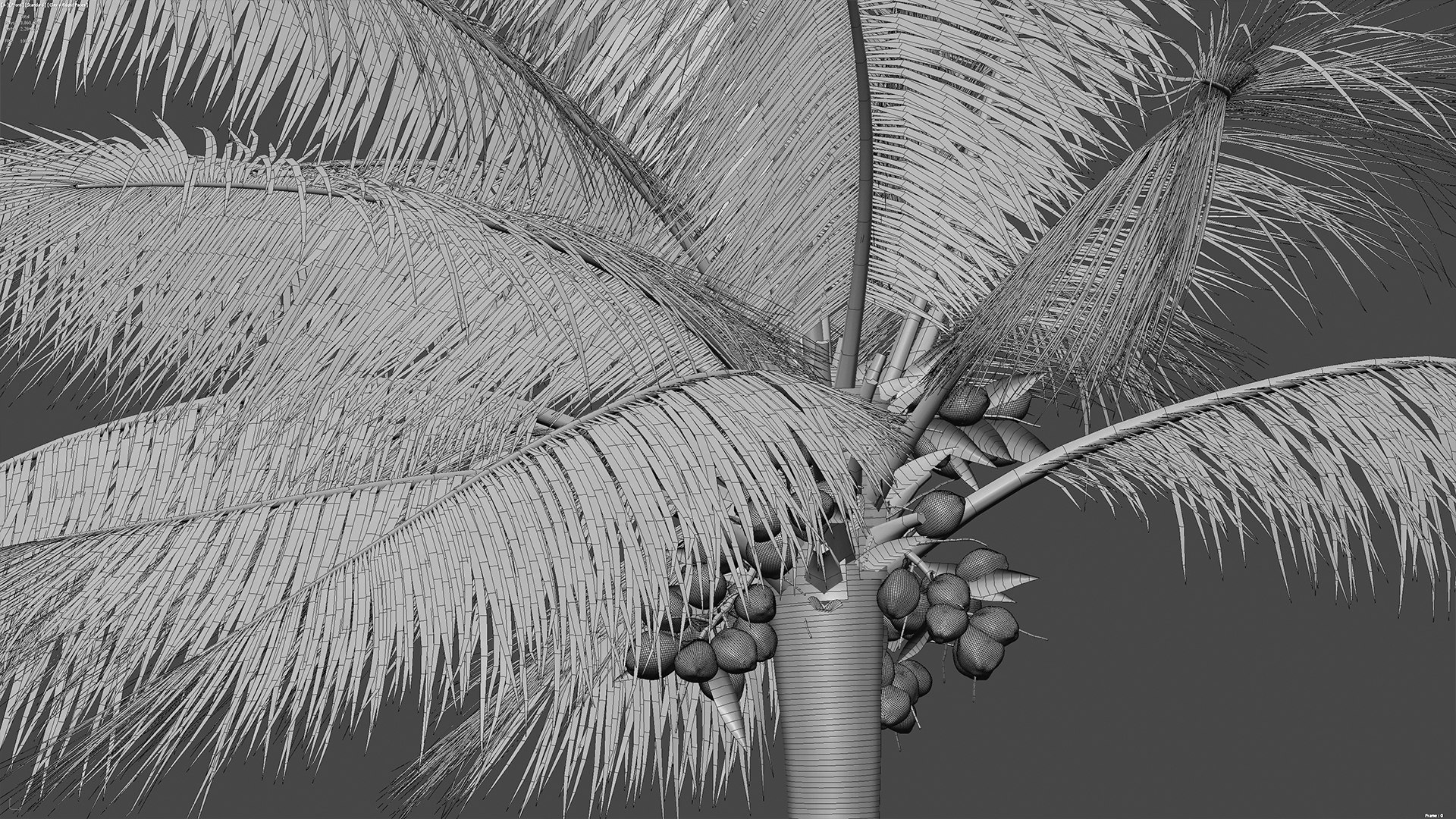 3D Cocos Nucifera - Coconut 06 - TurboSquid 1991827