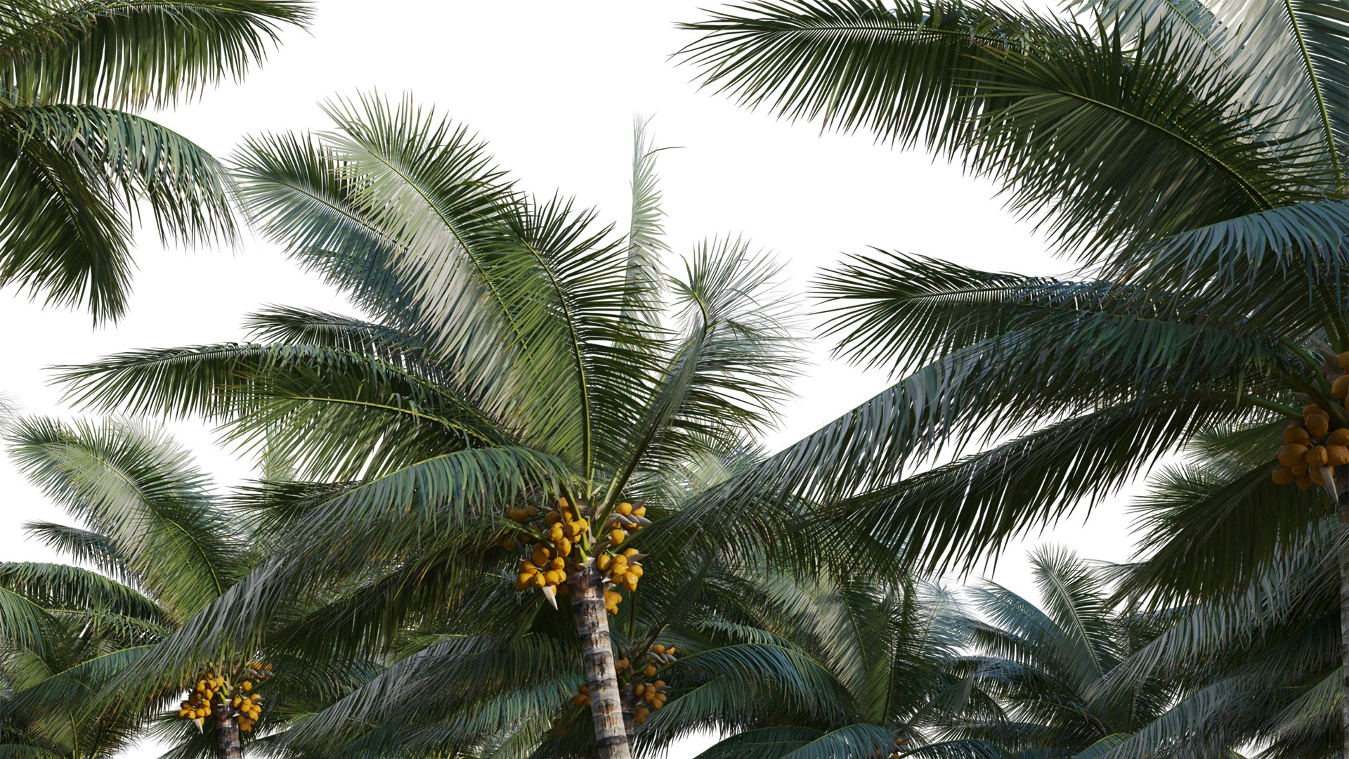 3D Cocos Nucifera - Coconut 06 - TurboSquid 1991827