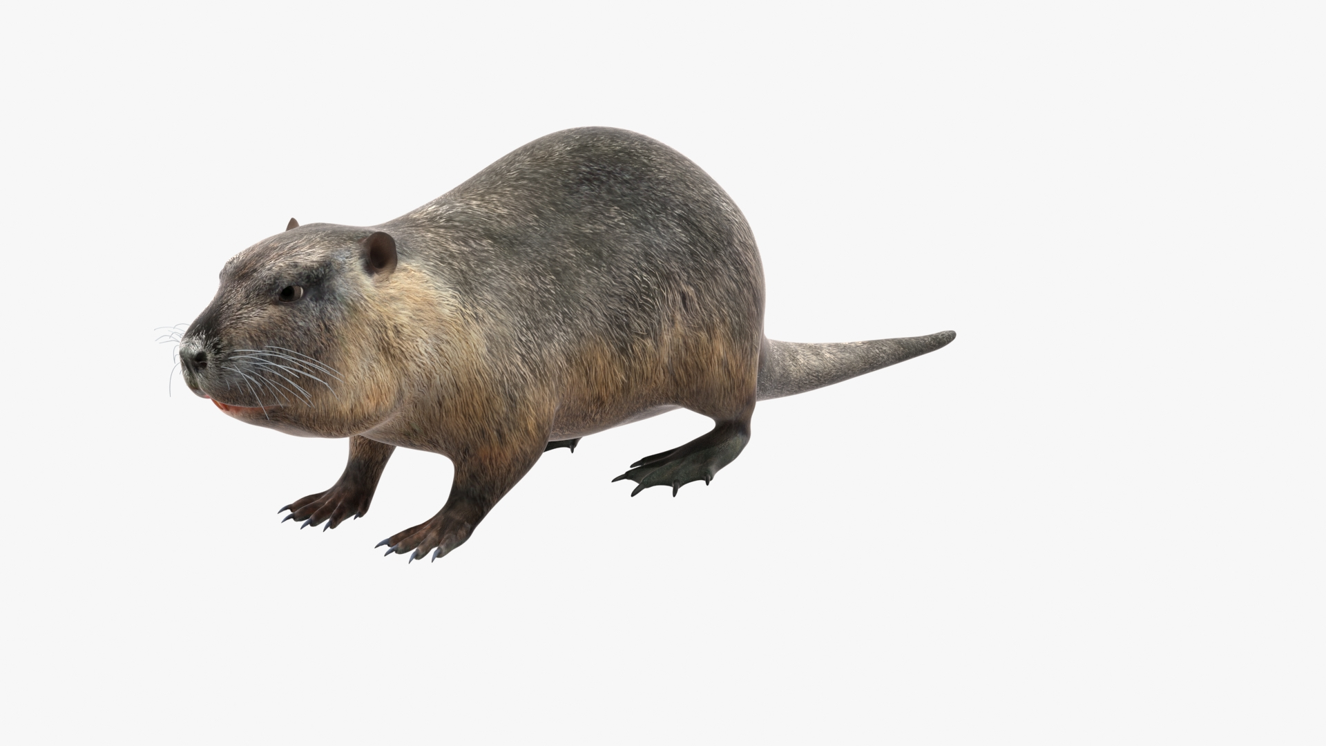 Nutria Model - TurboSquid 2181267
