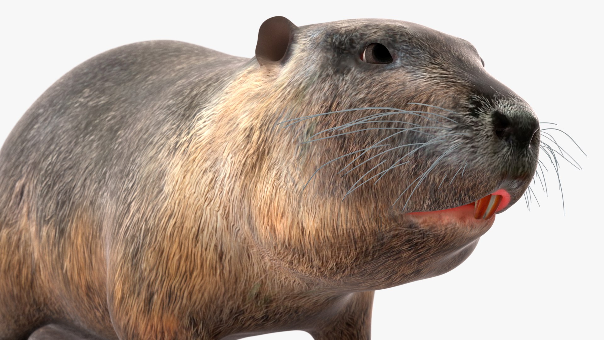 Nutria model - TurboSquid 2181267
