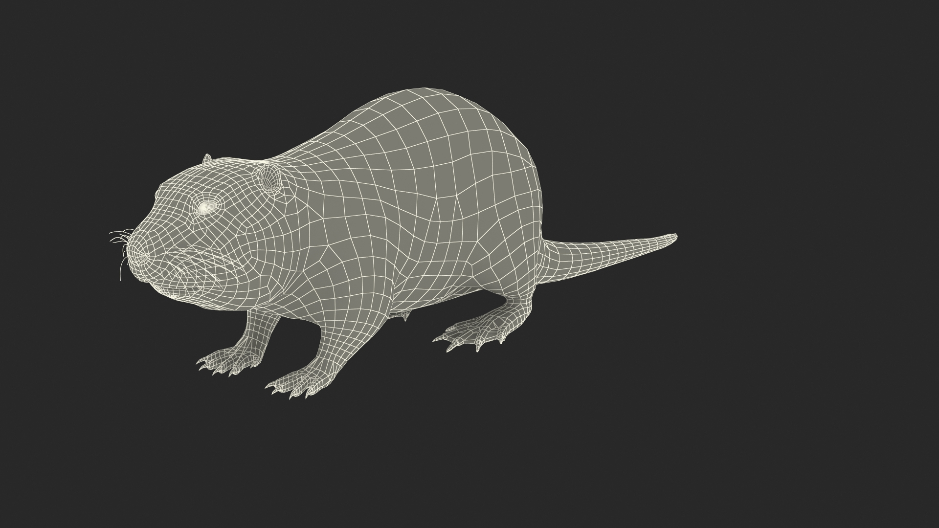 Nutria Model - TurboSquid 2181267