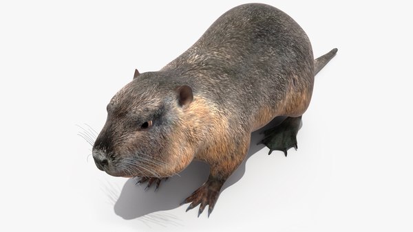 modelo 3d Nutria - TurboSquid 2181267
