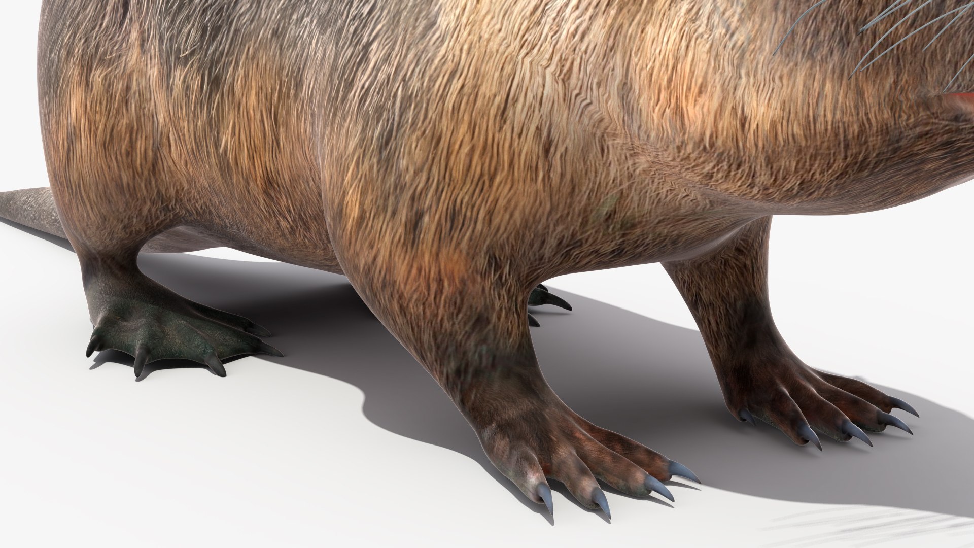 Nutria model - TurboSquid 2181267