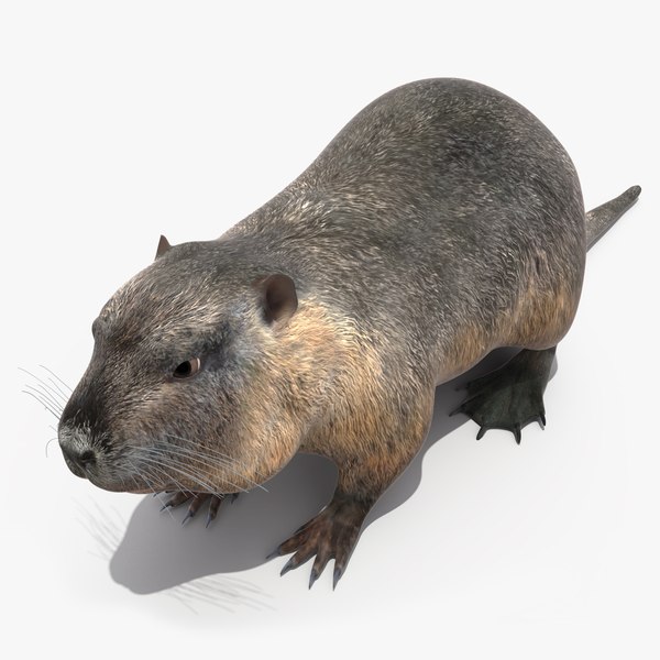 modelo 3d Nutria - TurboSquid 2181267