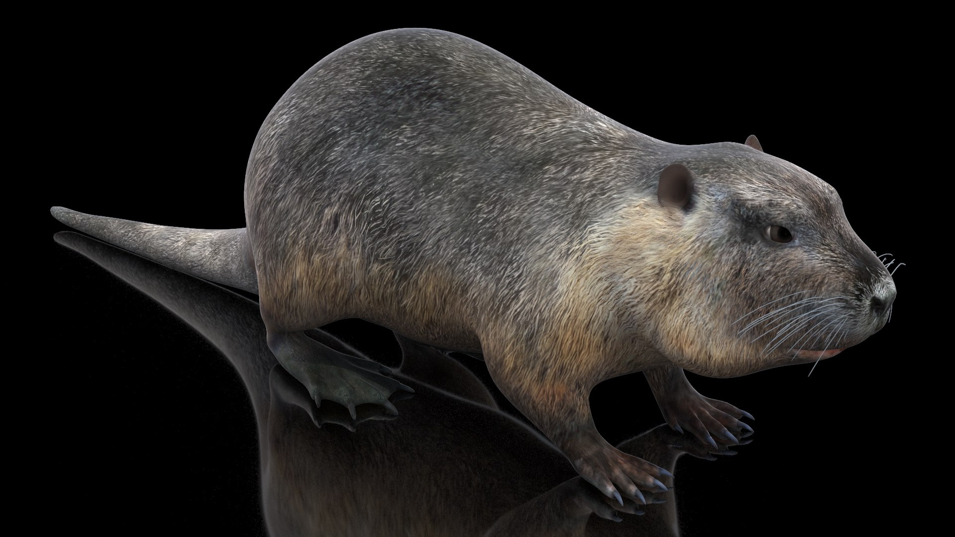 Nutria Model - TurboSquid 2181267
