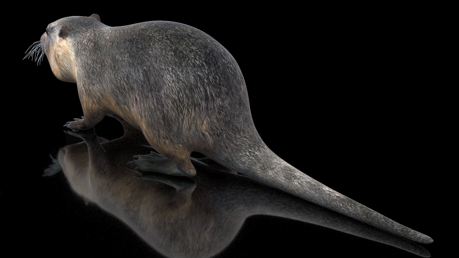 Nutria Model - TurboSquid 2181267