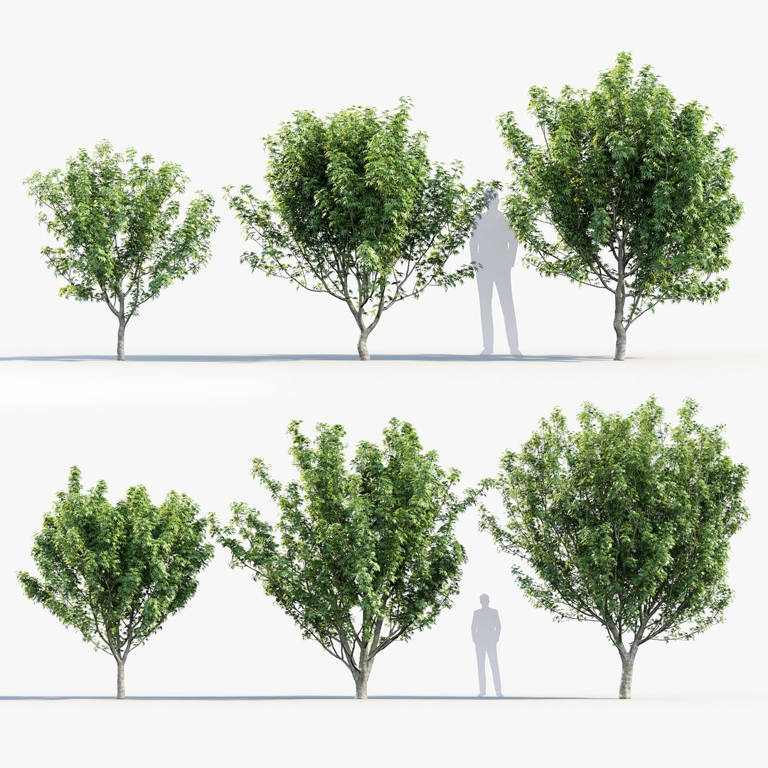 Japanese Maple Acer Palmatum 02 3D Model - TurboSquid 2060075