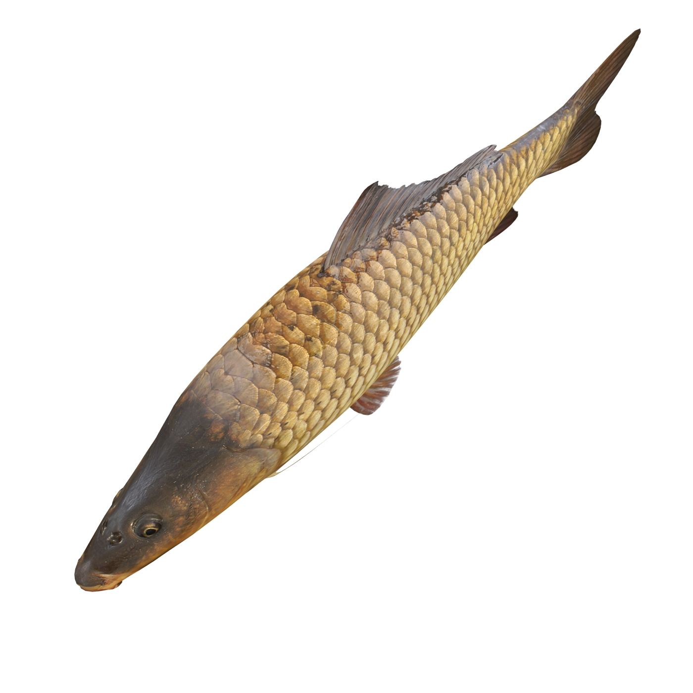 3d carp fish