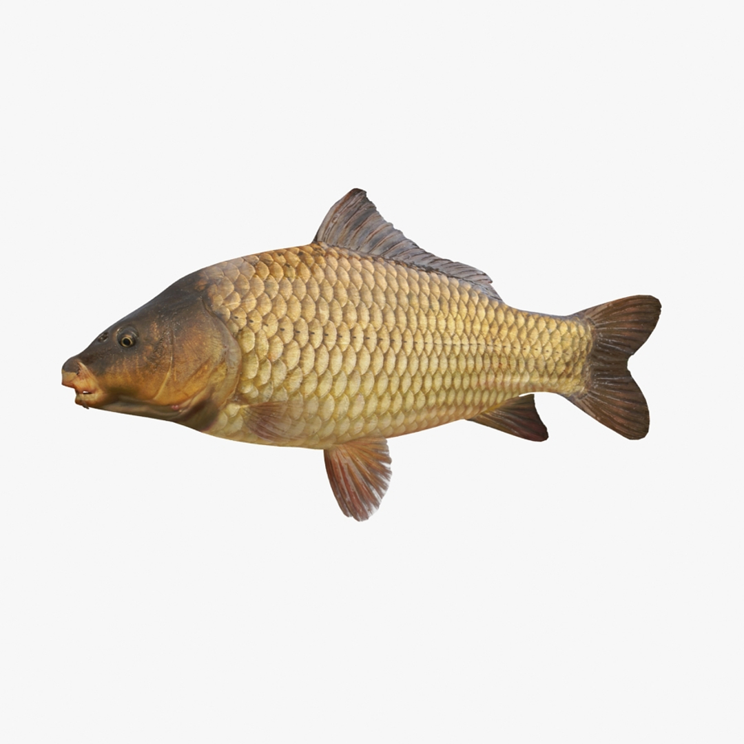 3d carp fish