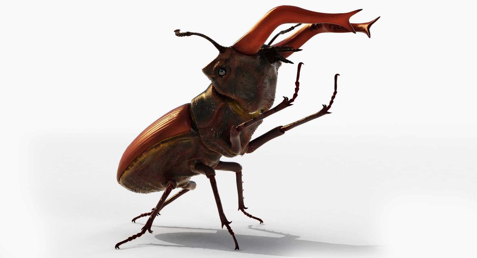 3d Model Of Lucanus Stag Beetle Cervus