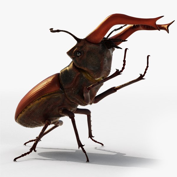 3d model of lucanus stag beetle cervus
