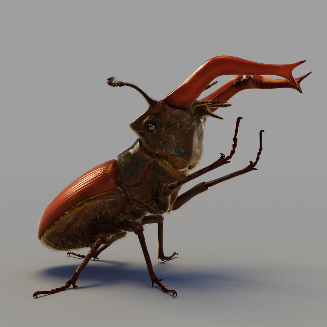 3d Model Of Lucanus Stag Beetle Cervus