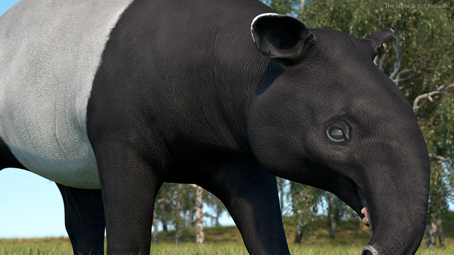 Tapir Walking Pose Model - TurboSquid 1919754