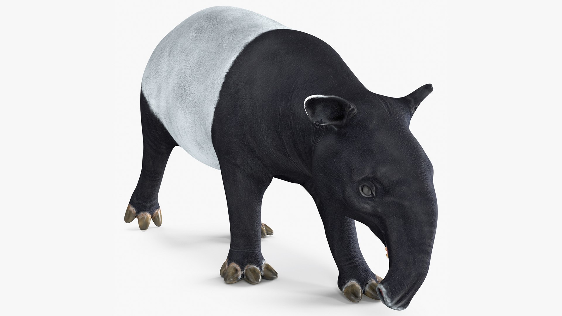 Tapir Walking Pose model - TurboSquid 1919754