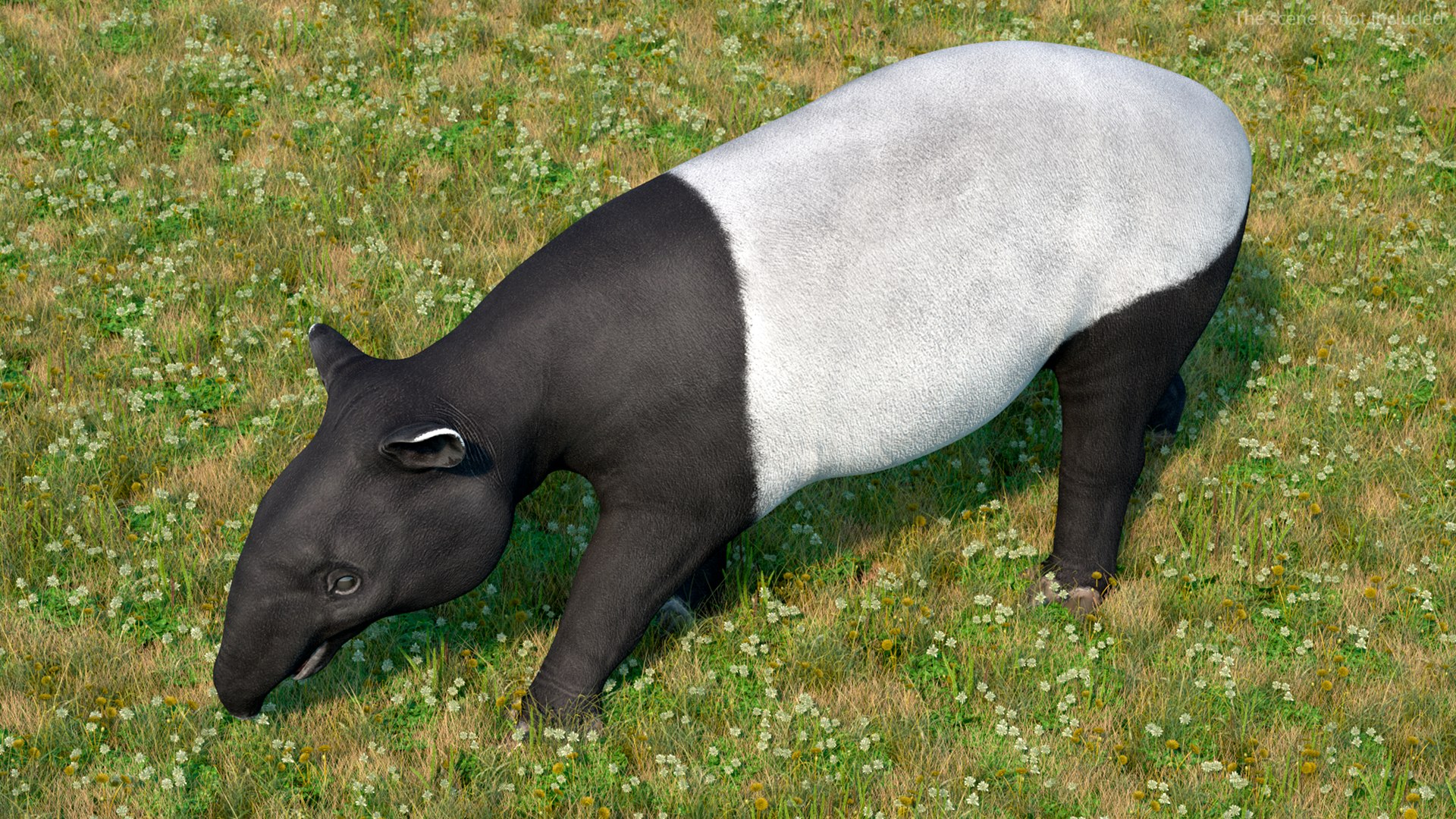 Tapir Walking Pose Model - TurboSquid 1919754