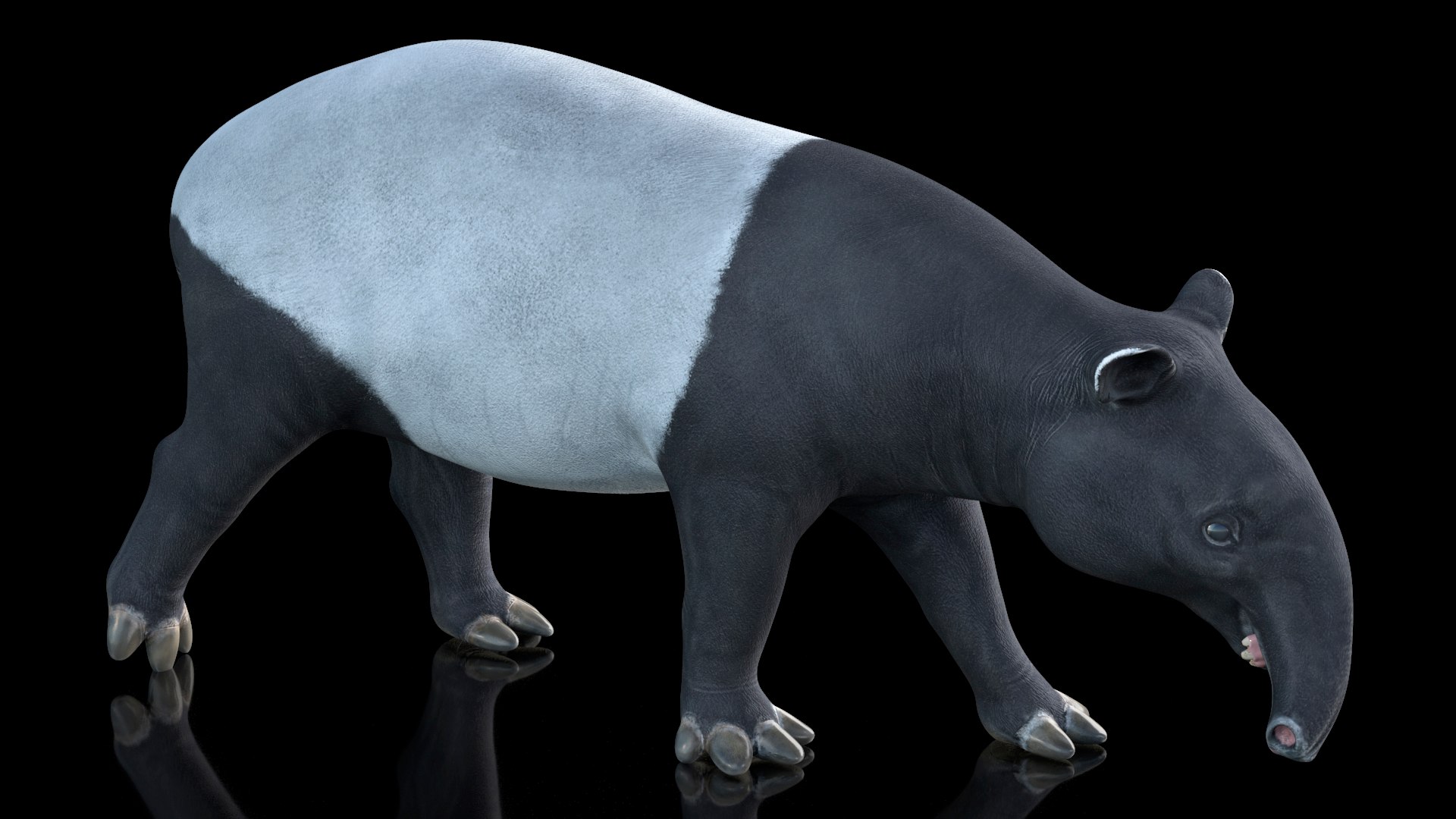 Tapir Walking Pose Model - TurboSquid 1919754