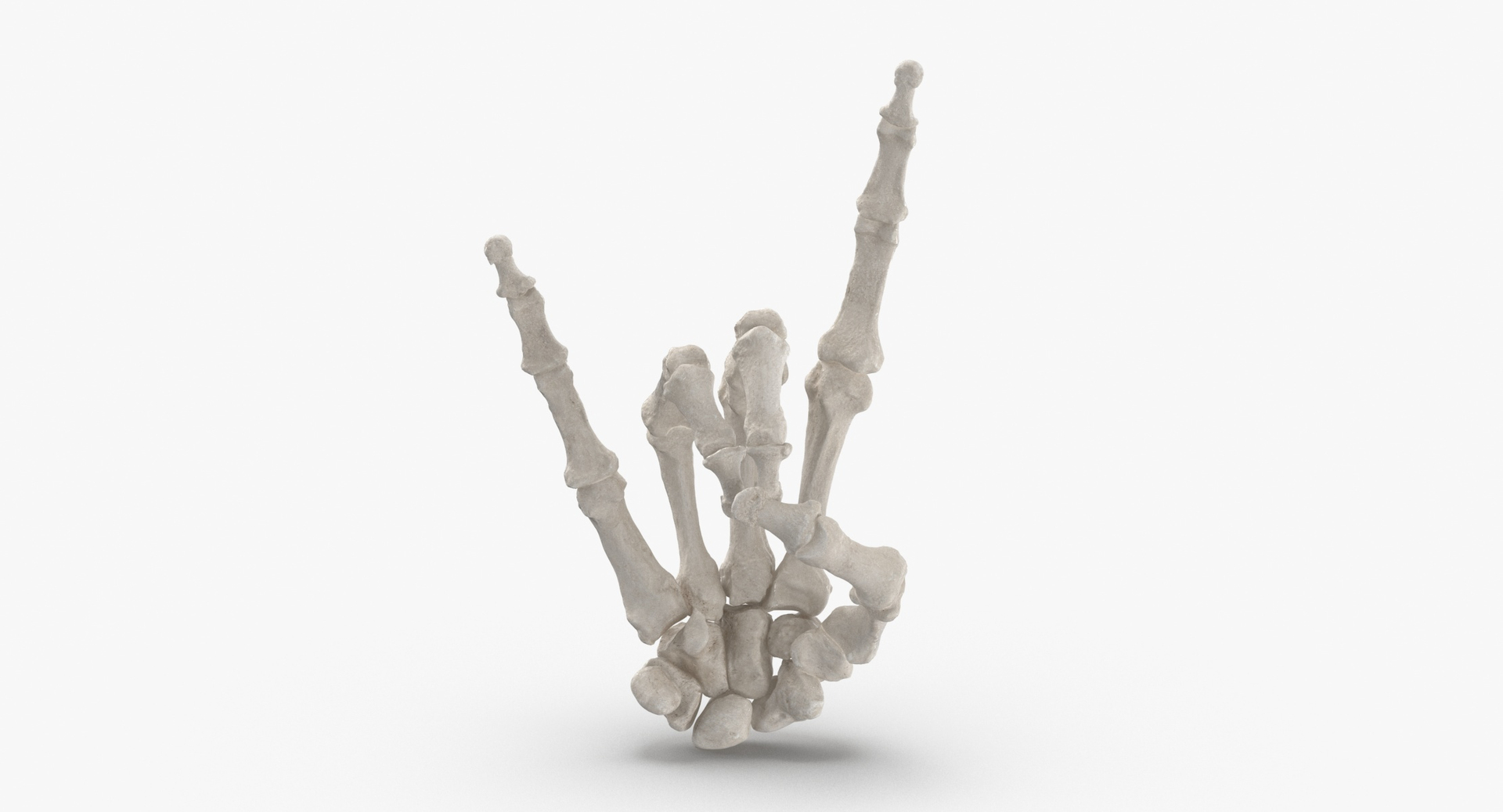 3D Model Human Hand Bones White - TurboSquid 1608853