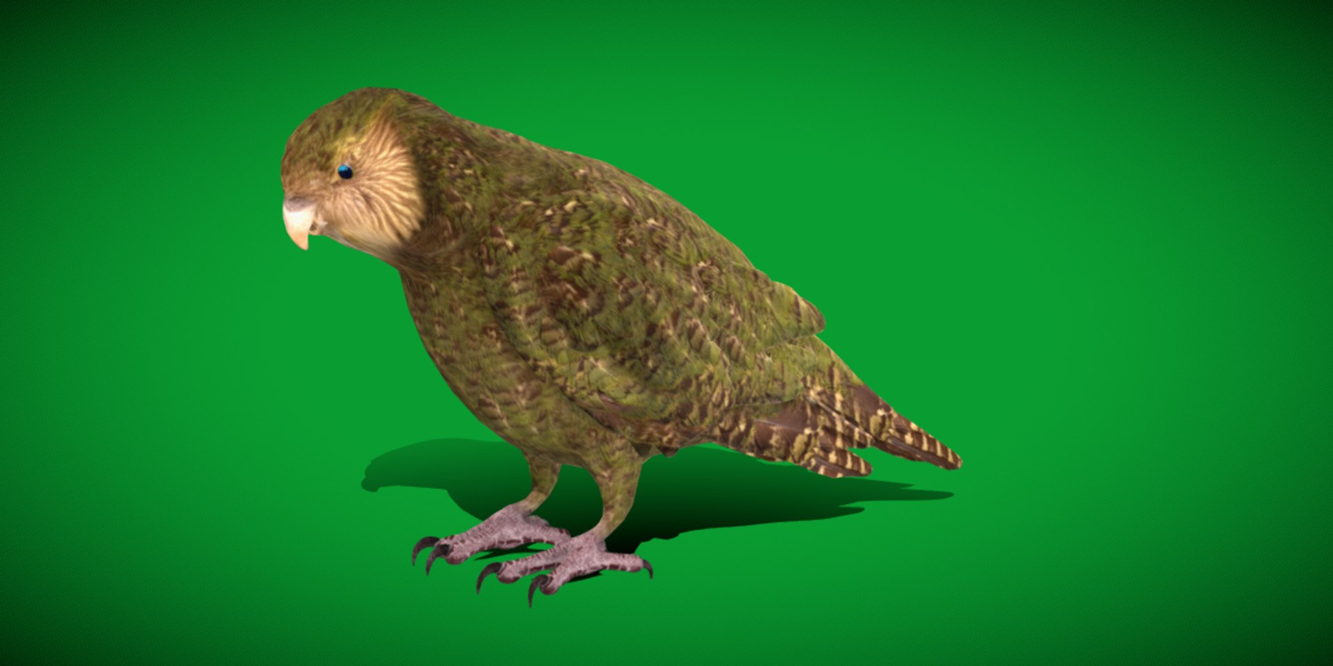 3D Kakapo Owl Parrot Model - TurboSquid 2381288