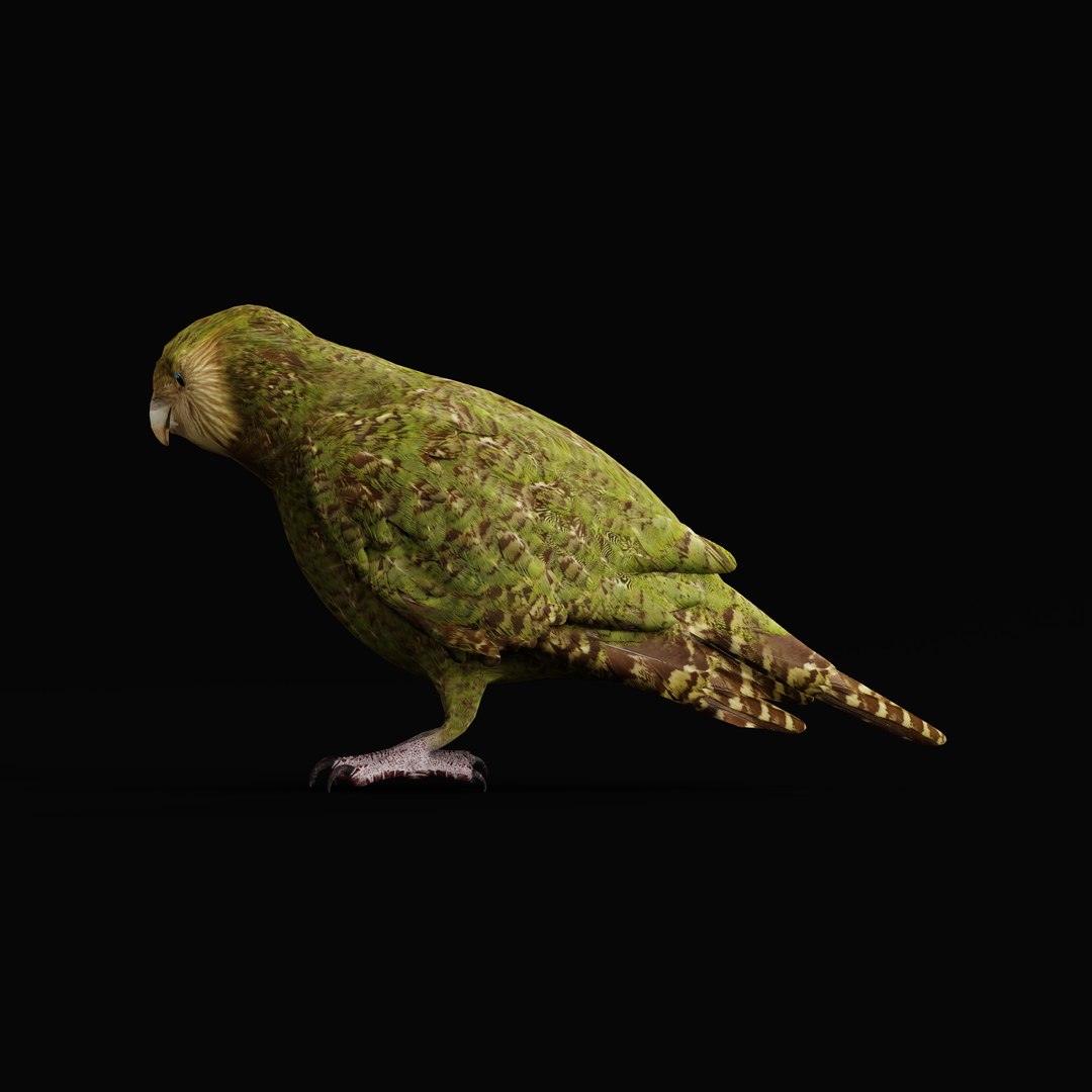 3D Kakapo Owl Parrot Model - TurboSquid 2381288