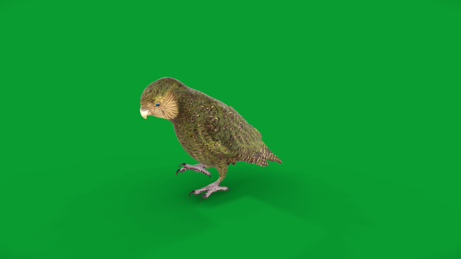 3D Kakapo Owl Parrot Model - TurboSquid 2381288
