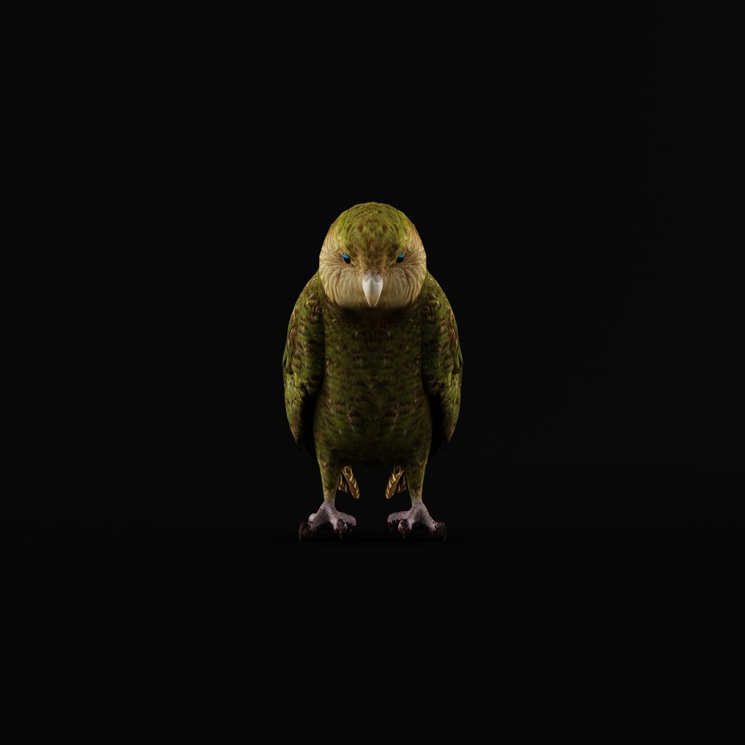 3D Kakapo Owl Parrot Model - TurboSquid 2381288