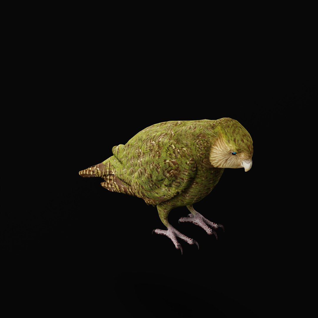 3D Kakapo Owl Parrot Model - TurboSquid 2381288