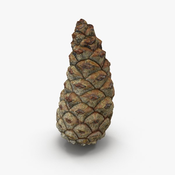 3d fir cone model