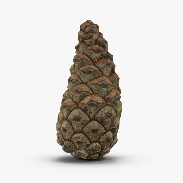 3d fir cone model