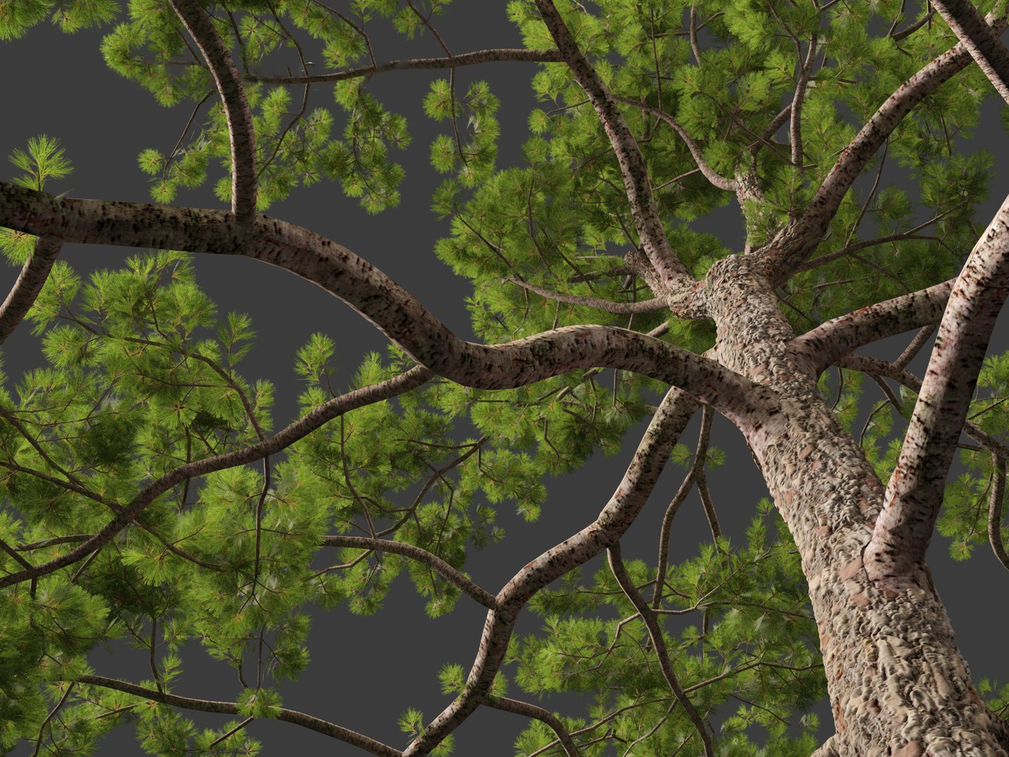 3D Model Pinus Tabuliformis - Chinese Pine - TurboSquid 2139840