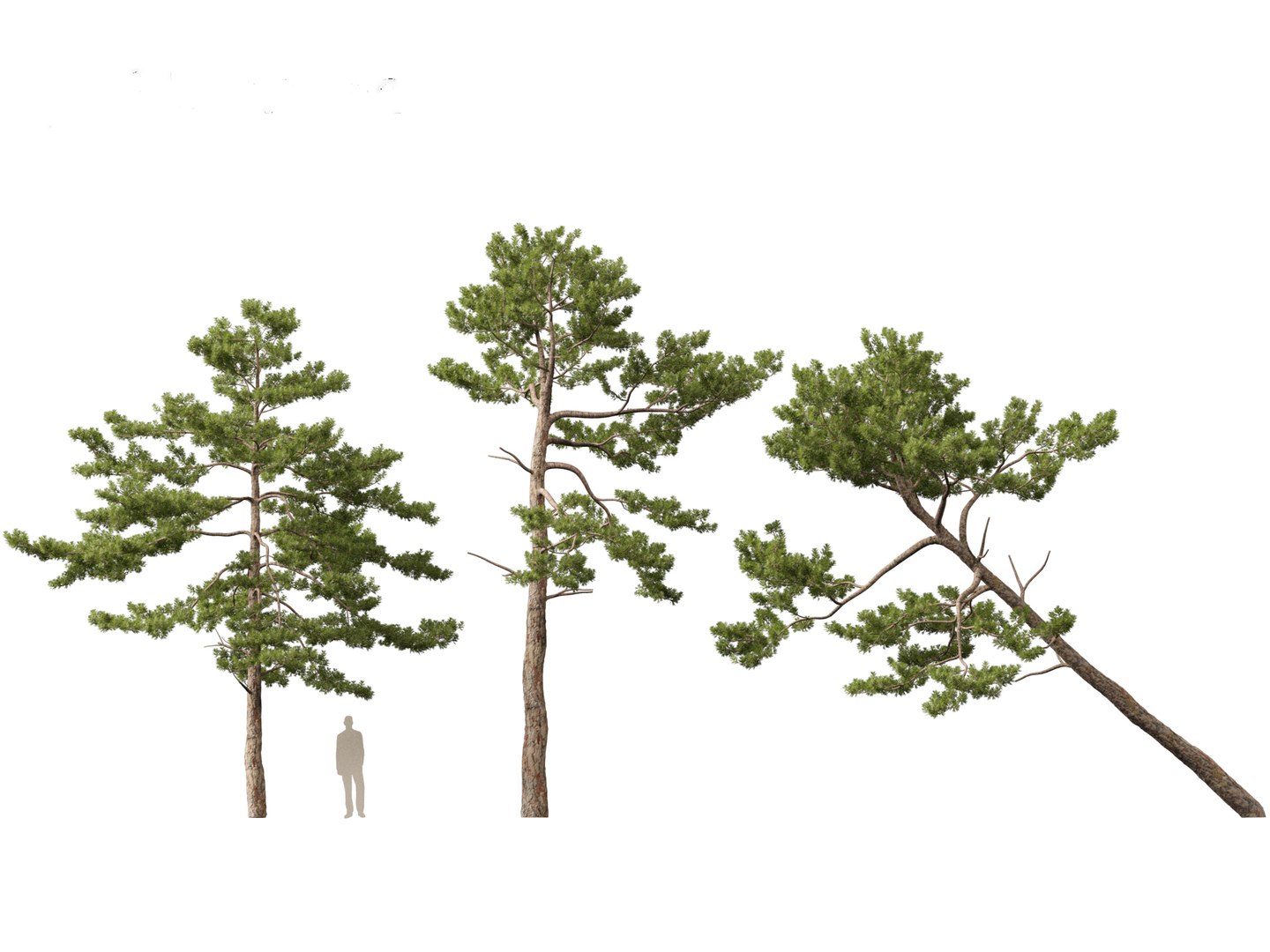 3D Model Pinus Tabuliformis - Chinese Pine - TurboSquid 2139840