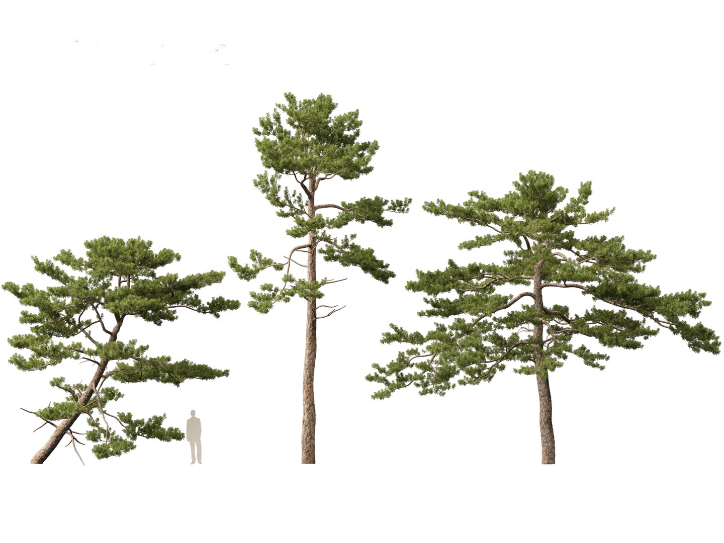 3D Model Pinus Tabuliformis - Chinese Pine - TurboSquid 2139840