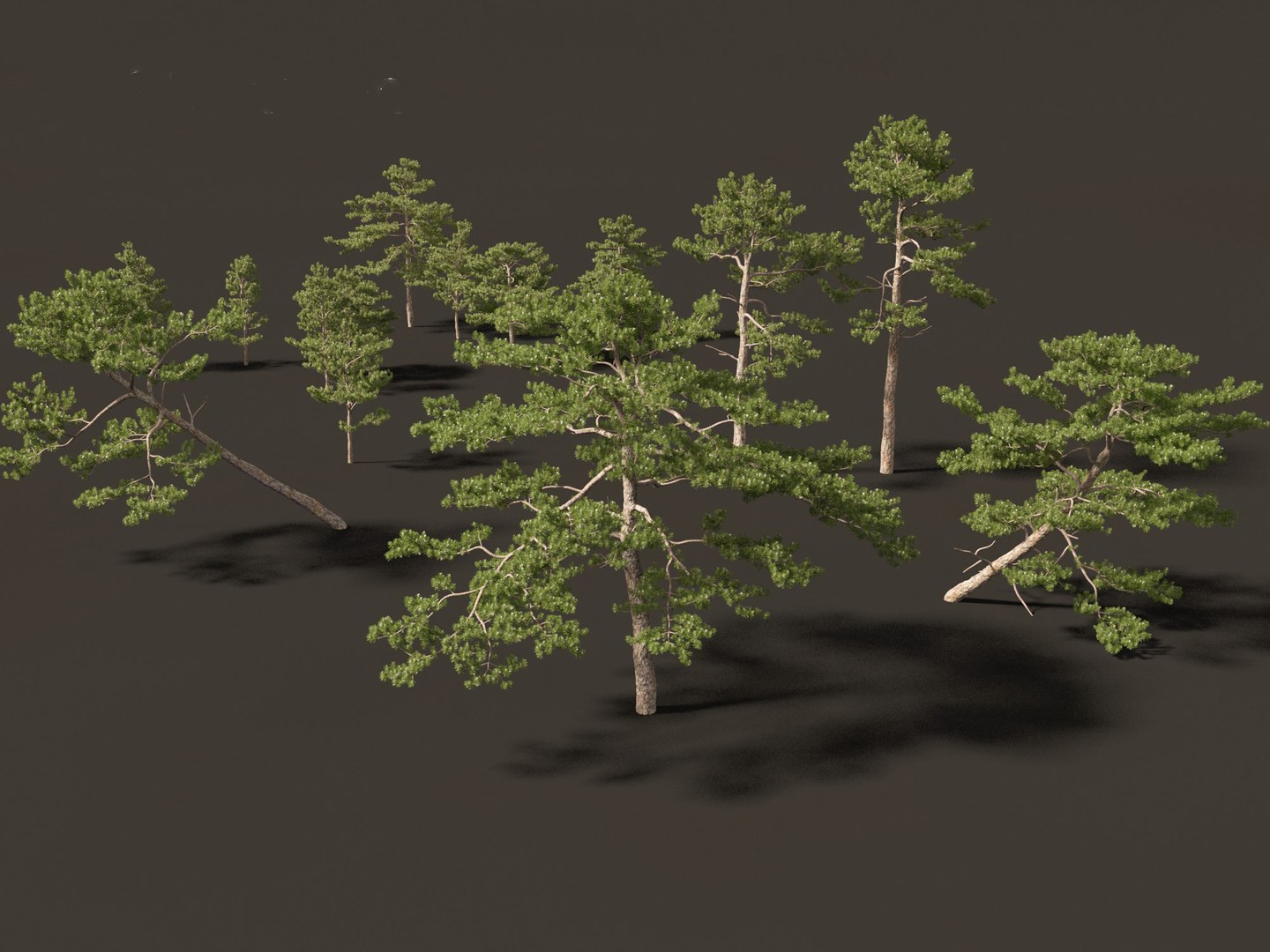 3D Model Pinus Tabuliformis - Chinese Pine - TurboSquid 2139840
