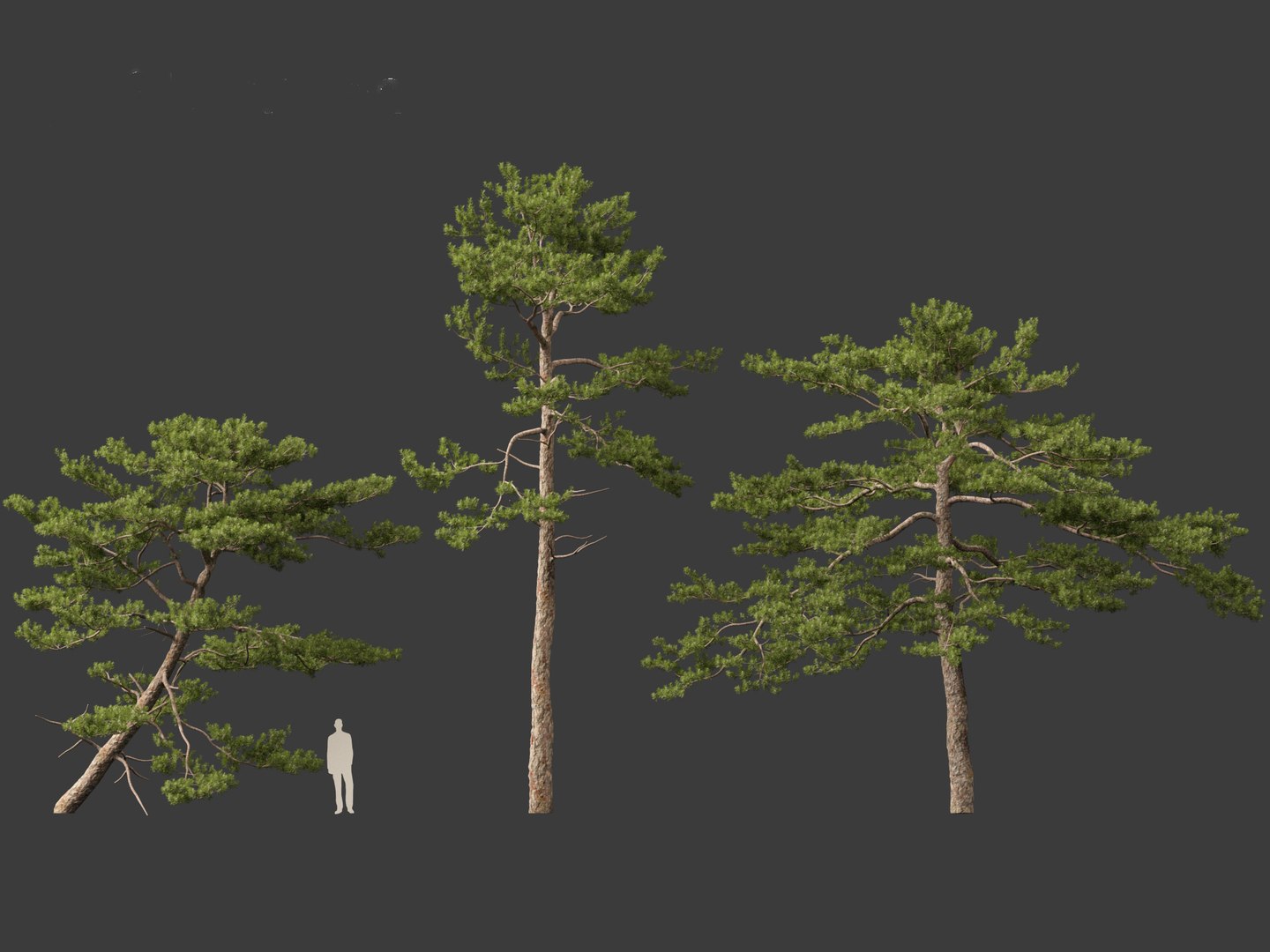 3D Model Pinus Tabuliformis - Chinese Pine - TurboSquid 2139840