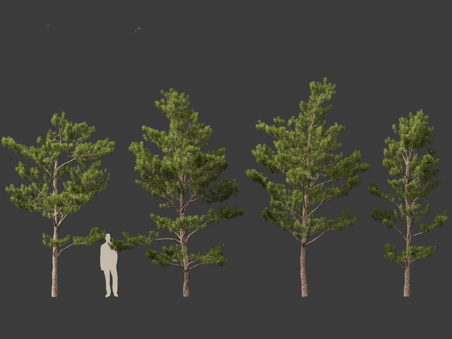 3D Model Pinus Tabuliformis - Chinese Pine - TurboSquid 2139840